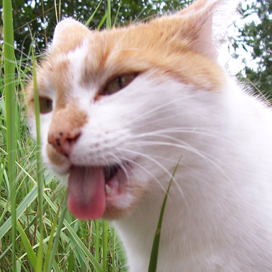 Support OBS Hybrid MP4 [feature] | LWKS Forum